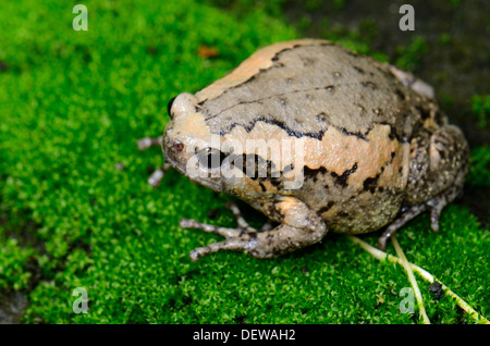 beautiful female Painted Bullfrog (Kaloula pulchra) on the ground Stock ...