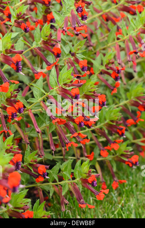 Bat-faced Cuphea 'Tiny Mice' (Cuphea llavea), Bat-faced Cuphea Stock ...