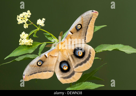 Polyphemus Moth Antheraea polyphemus Tucson, Arizona, United States 15 ...