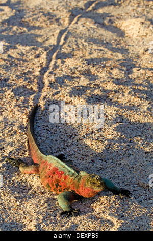 marine iguana with lizard Stock Photo - Alamy