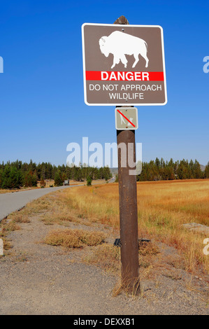 American bison (Bison bison) at Upper Geyser Basin is getting warm from ...
