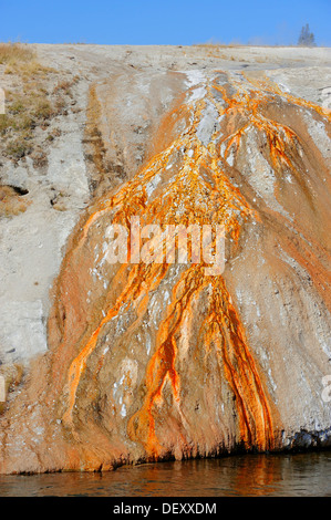 Algae-bacterial mats. Hot thermal spring, hot pool in the Yellowstone ...