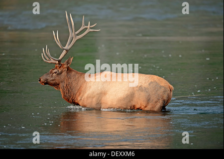 Male Elk (Cervus elaphus) crossing river, Yellowstone National Park ...