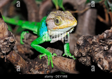 Peruvian Bush Anole (Polychrus peruvianus Stock Photo - Alamy