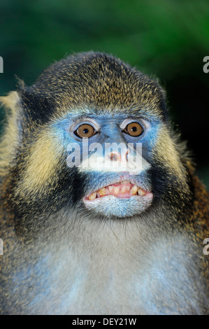 Moustached Monkey, Cercopithecus cephus, Moustached Guenon, Red-eared ...