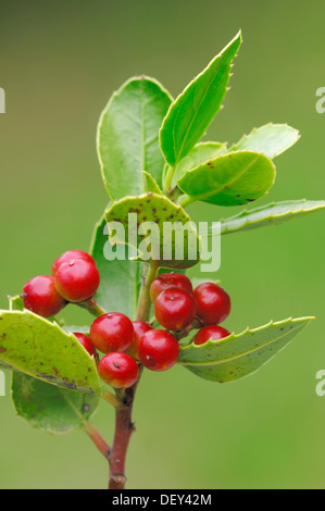 Mediterranean buckthorn (Rhamnus alaternus Stock Photo - Alamy