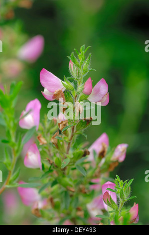 Spiny Restharrow (Ononis spinosa) close-up of flowers, Hadleigh Country ...