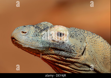 Komodo Dragon (Varanus komodoensis), side view Stock Photo - Alamy