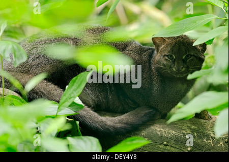 Jaguarundi,( Felis (Herpailurus) yagouaroundi) Captive cat of tropical ...