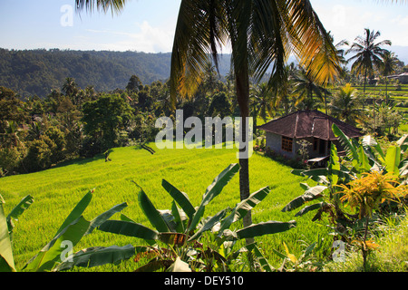 Rice paddies and rice terraces, Munduk, Central Bali, Bali, Indonesia ...