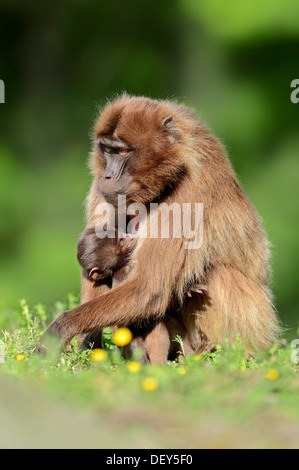 Geladas, female with young / (Theropithecus gelada Stock Photo - Alamy