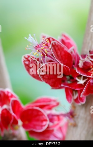 Goethe flower, goethe plant (Goethea cauliflora Stock Photo - Alamy