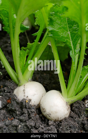 May Turnip or Navette (Brassica rapa ssp. rapa var. majalis), Bergkamen ...