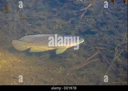 blue tilapia (Oreochromis aureus) in a fish tank Stock Photo - Alamy