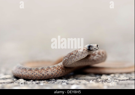 Florida Brown Snake or De Kay's Snake (Storeria dekayi victa, Storeria ...