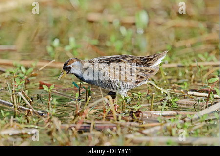Sora Rail Porzana carolina Florida Stock Photo - Alamy