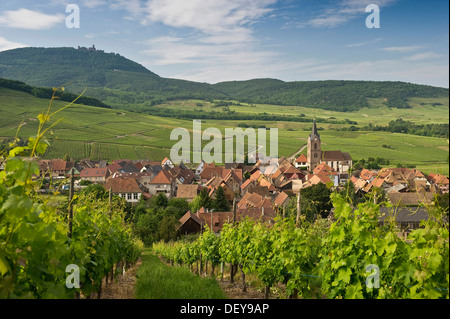 Rodern and vineyards, Chateau de Haut-Koenigsbourg at the rear, Alsace ...