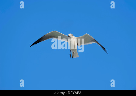 Laughing Gull in winter plumage resting on a beach Stock Photo - Alamy
