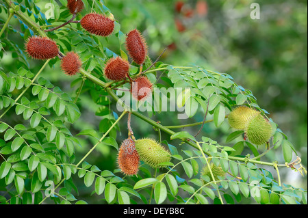 Gray Nicker (Caesalpinia bonduc, Caesalpinia bonducella), Fever nut ...