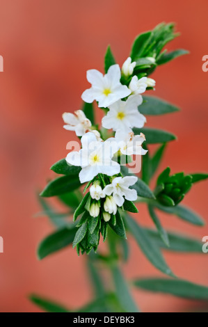 Capraria, Goatweed (Capraria biflora), flowers, Sanibel Island, Florida ...