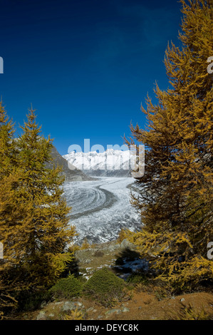 Aletsch Forest and the Aletsch Glacier, UNESCO World Heritage Site ...