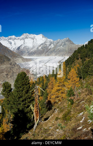 Aletsch Forest and the Aletsch Glacier, UNESCO World Heritage Site ...
