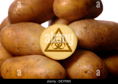 Genetically modified potatoes. Close-up of Amflora potatoes (Solanum ...