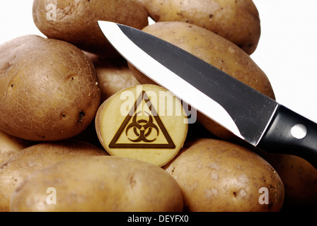 Genetically modified potatoes. Close-up of Amflora potatoes (Solanum ...