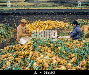 Cleaning of onion crop Stock Photo - Alamy