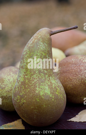 Pear Cultivar Abate Fetel Stock Photo - Alamy