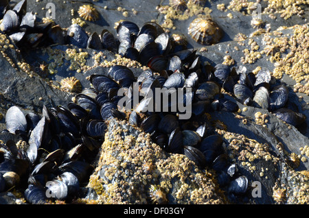Barnacles, mussels and limpets on rocks in the intertidal zone Stock ...