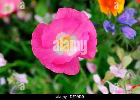 Pink or salmon-coloured poppy hybrid (Papaver rhoeas L. Hybrid ...