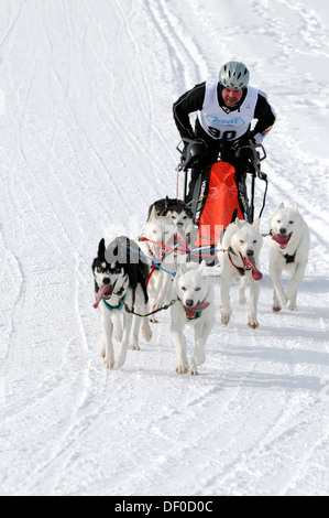 huskies front carriage Stock Photo - Alamy