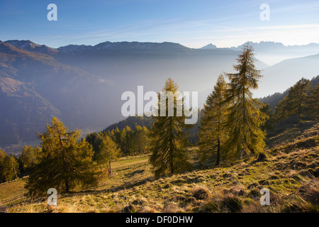 Larch tree on mountain, Austrian Alps, Zirmsee, Carinthia, Austria ...
