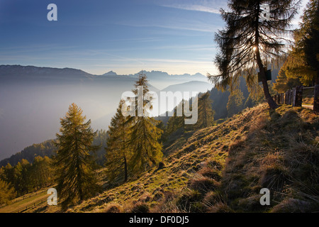 Larch tree on mountain, Austrian Alps, Zirmsee, Carinthia, Austria ...