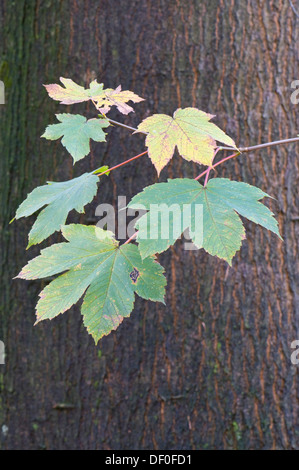 Leaves of a sycamore maple (Acer pseudoplatanus) with yellow autumn ...