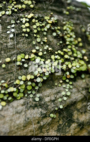 Rock Felt Fern (Pyrrosia rupestris) in the temperate rainforest of the ...