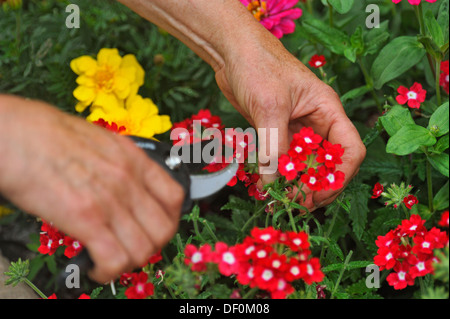 Gardener using clippers to 'deadhead' garden flowers- Verbena in a ...
