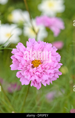 Cosmos bipinnatus 'Double Click Rose Bonbon' Stock Photo - Alamy