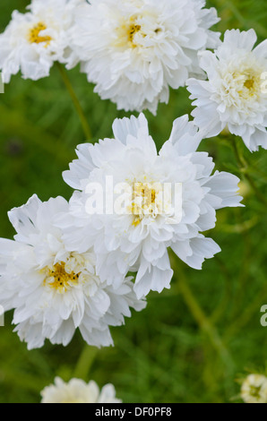 Cosmos Bipinnatus Double click snow puff white flower flowers annual ...