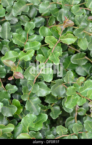 Myrtle Beech tree (Nothofagus cunninghamii) with burls and epiphytes at ...