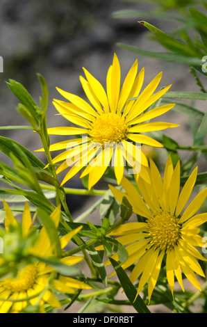 Sleepy Daisy (Xanthisma texanum Stock Photo - Alamy