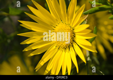 Sleepy Daisy (Xanthisma texanum Stock Photo - Alamy