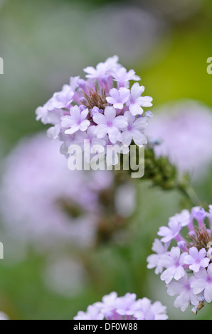 Tuberous vervain (Verbena rigida 'Polaris' Stock Photo - Alamy