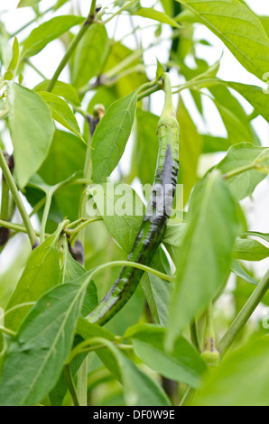 Long hot pepper (Capsicum annuum Long hot pepper). Called Italian long ...