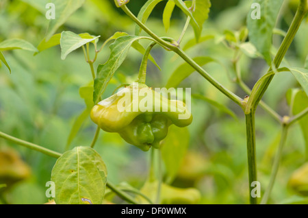 Bishop's crown (Capsicum baccatum), plant with ripe fruit Stock Photo ...