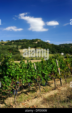 Italy, Basilicata, Roccanova, vineyard, black grapes Stock Photo - Alamy