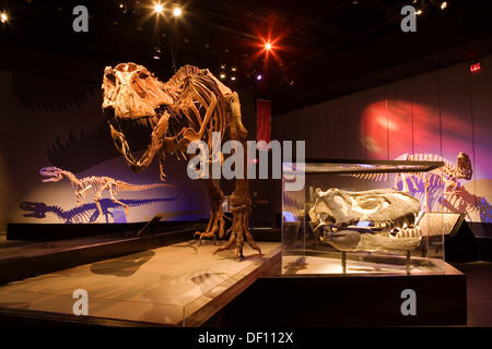 Tyrannosaurus Rex skeleton at the Royal Tyrrell Museum in Stock Photo ...