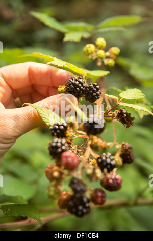closeup blackberry fruit picking in the countryside UK england female ...