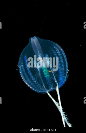 Comb jelly Sea gooseberry or Sea grape (Pleurobrachia pileus) Black sea ...